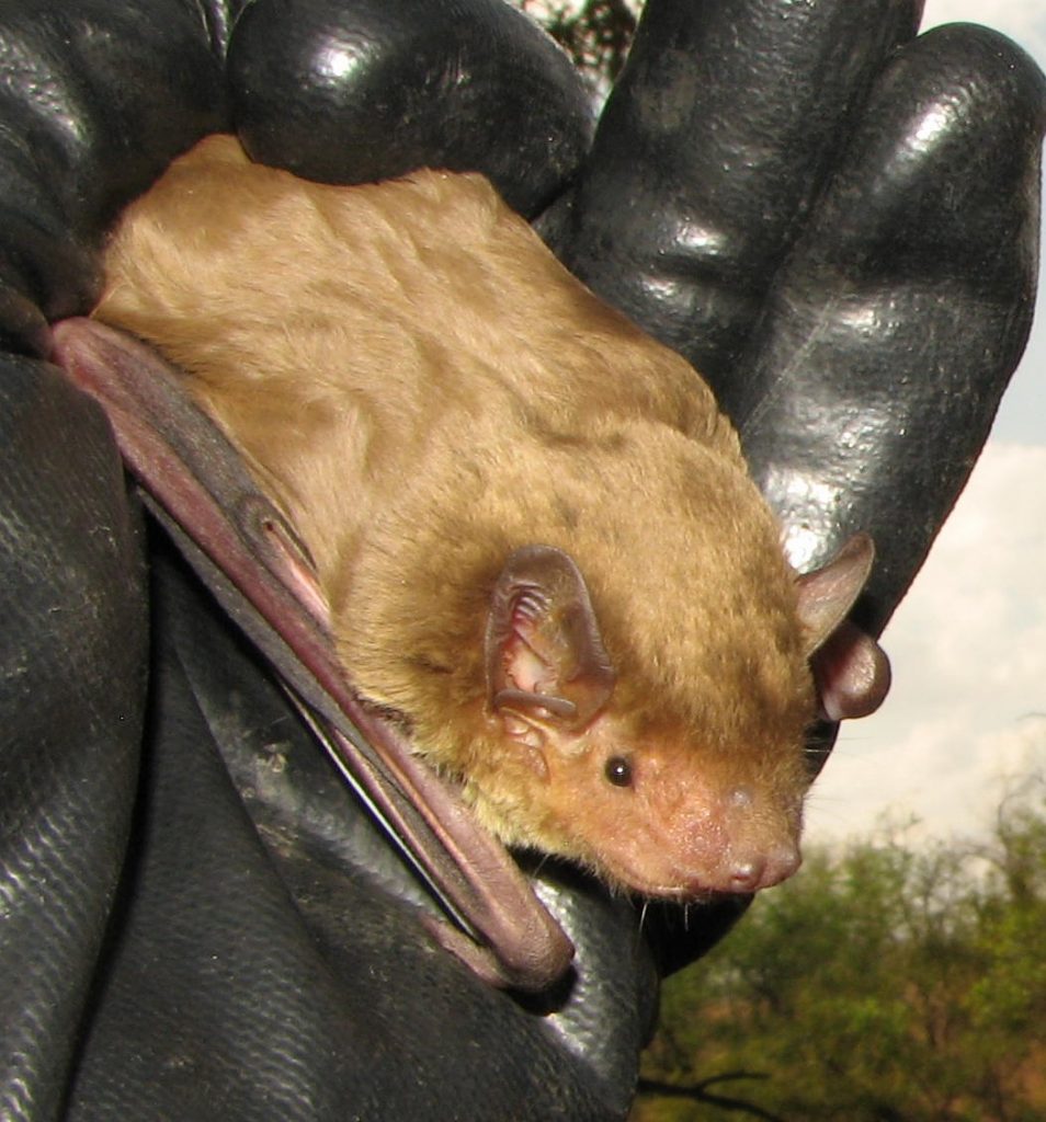 Urban Bats of Gauteng | Gauteng & Northern Regions Bat Interest Group
